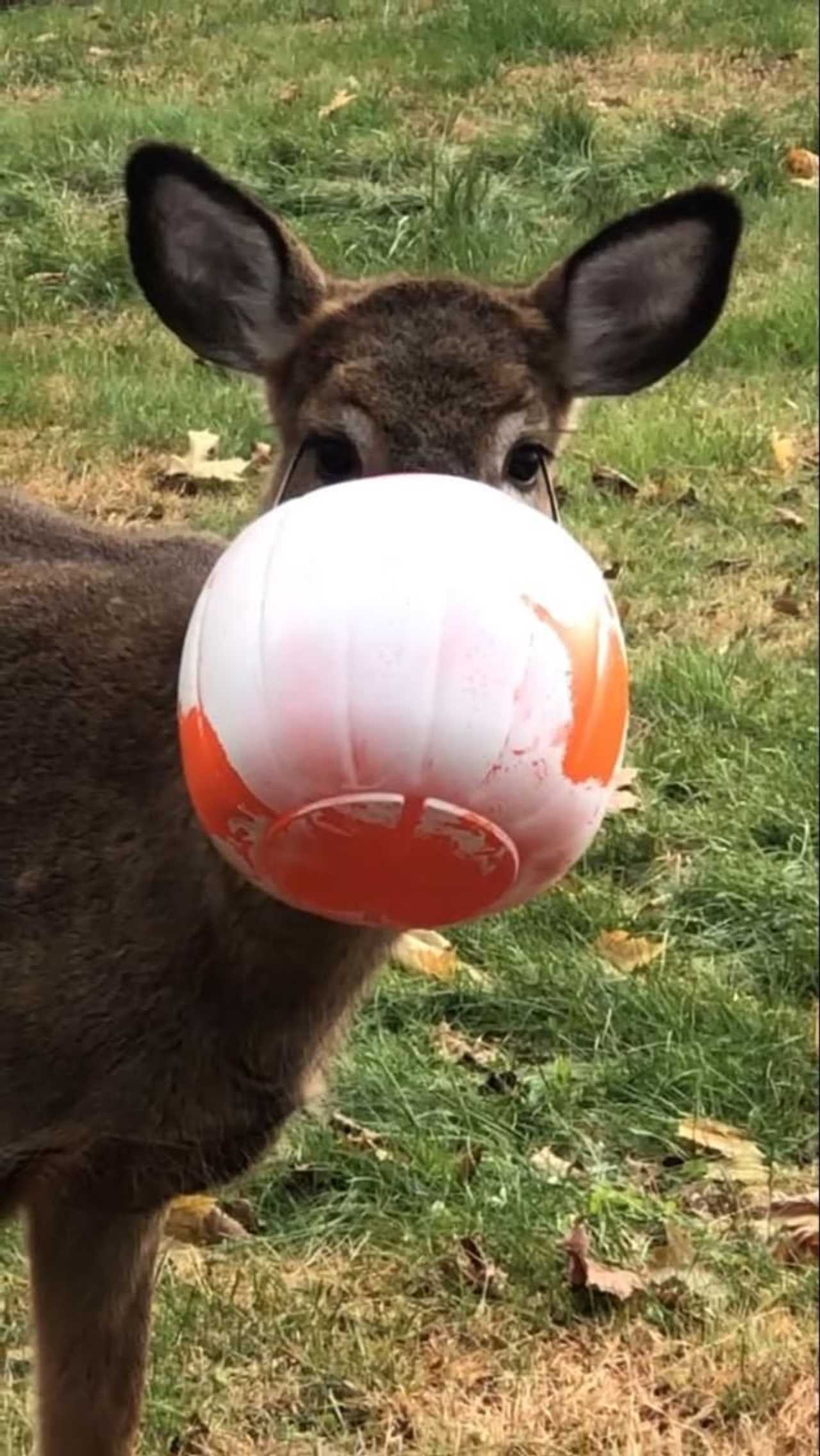 Deer Rescued In Area After Snout Gets Stuck In Halloween Bucket For ...