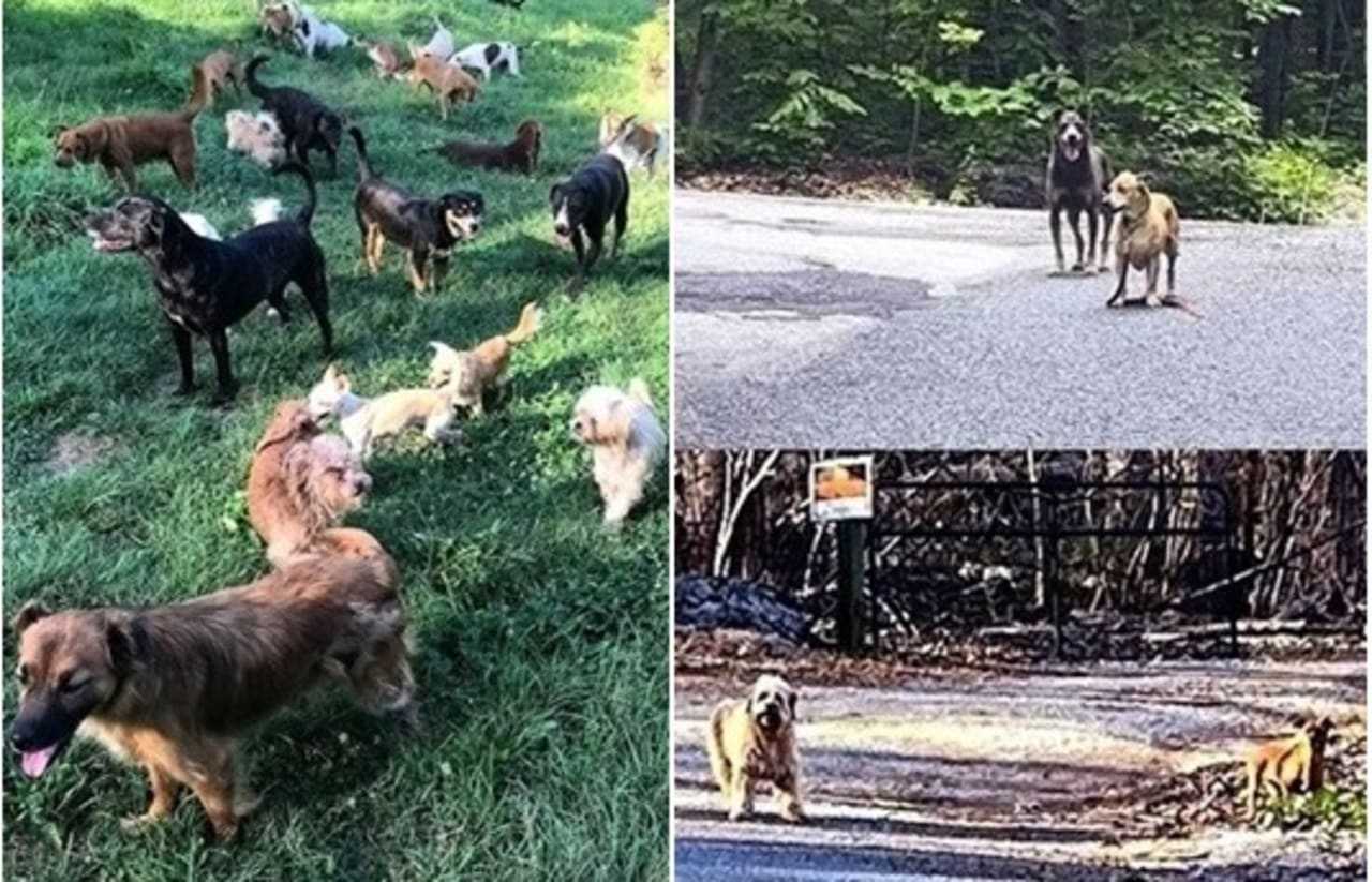 𝗨𝗣𝗗𝗔𝗧𝗘: More Than 90 Dogs, Pups Removed From NJ Home, Couple Charged ...