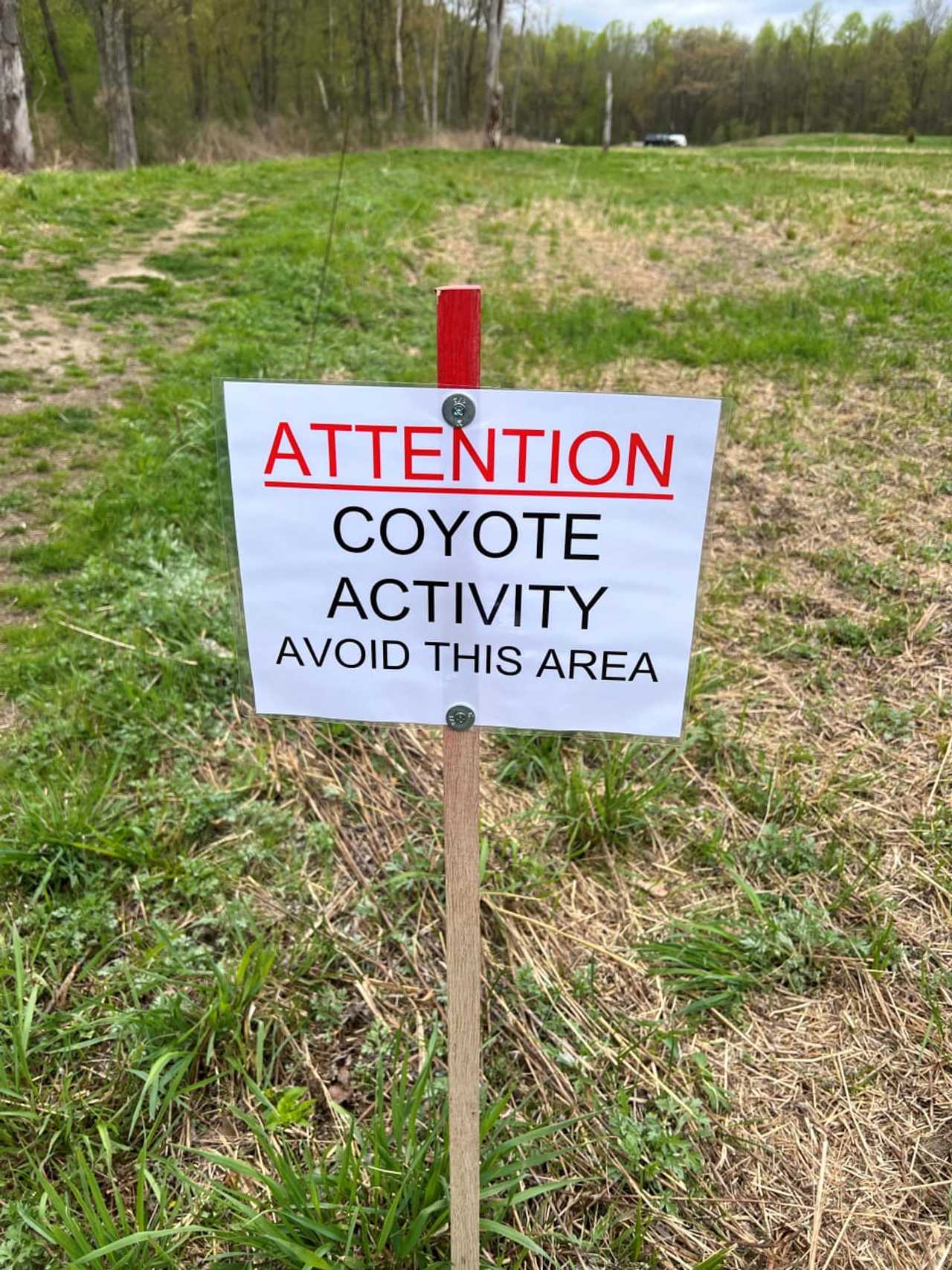 Dog Walker Approached By Coyote In New Canaan Park | New Canaan Daily Voice