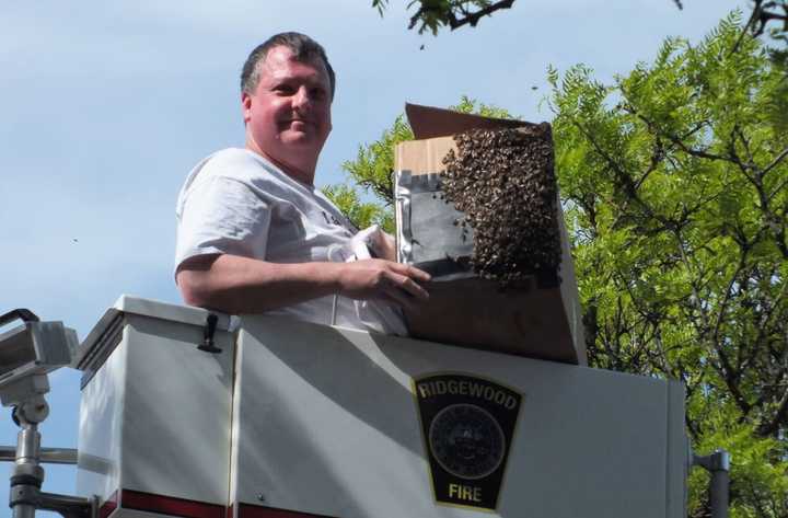 Hive & Seek: 12,000 To 15,000 Bees Have House-Swarming Party In ...