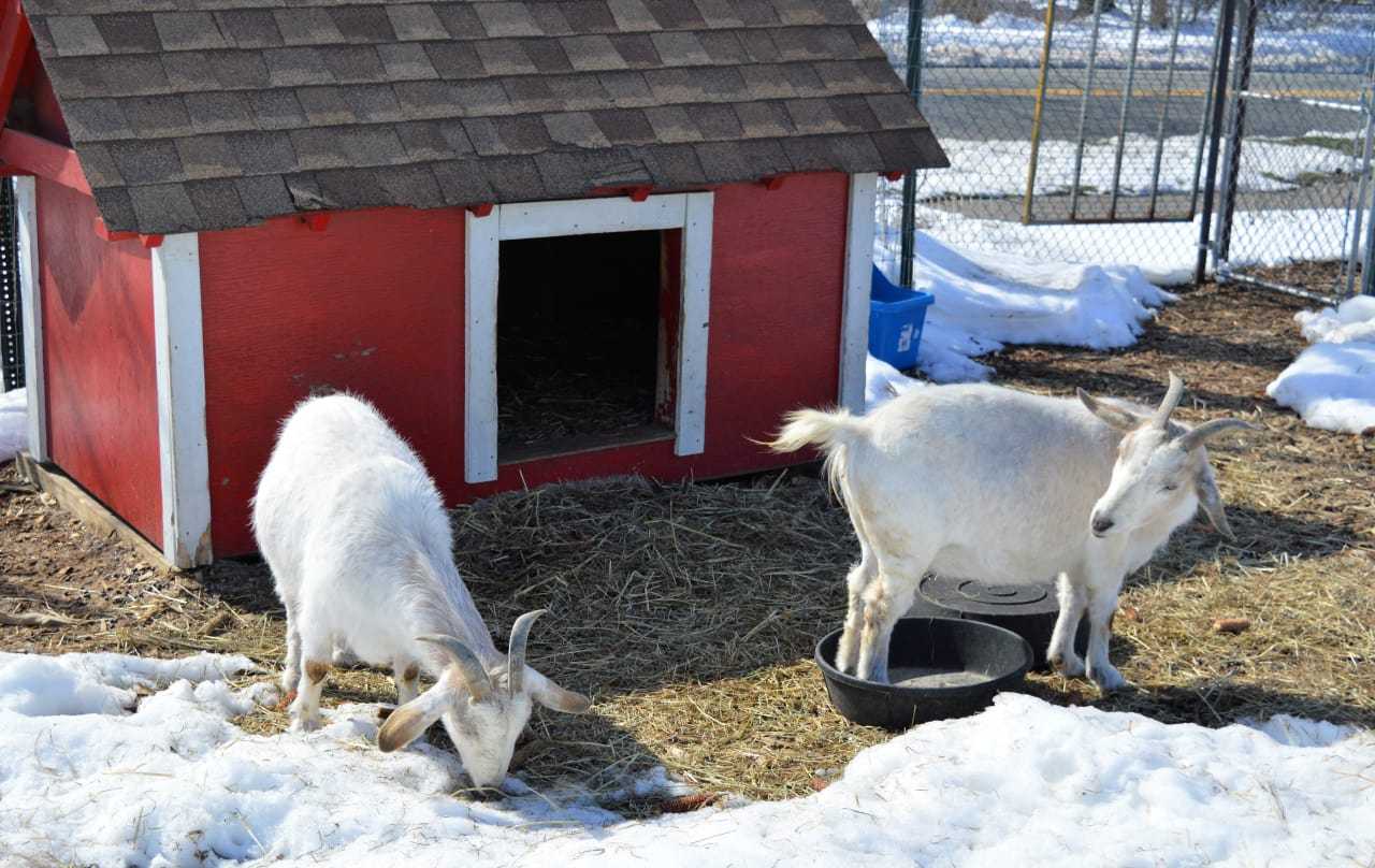 Goat Sisters Greet Spring In Allendale | Northern Highlands Daily Voice