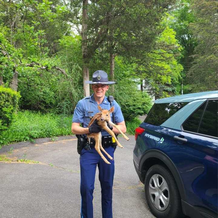 ‘GOAT’ Trooper Saves Scared Deer In Holyoke: 'This Is Why He Get's The ...