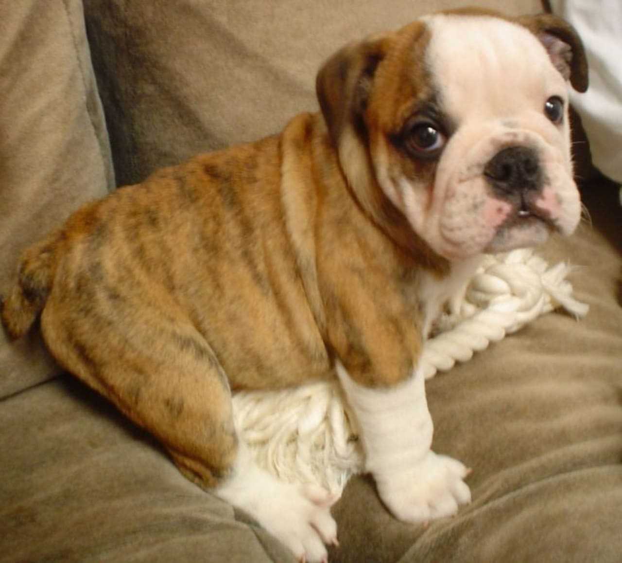 Dog Retailer Barred From Selling After Violating Maryland's 'No More ...