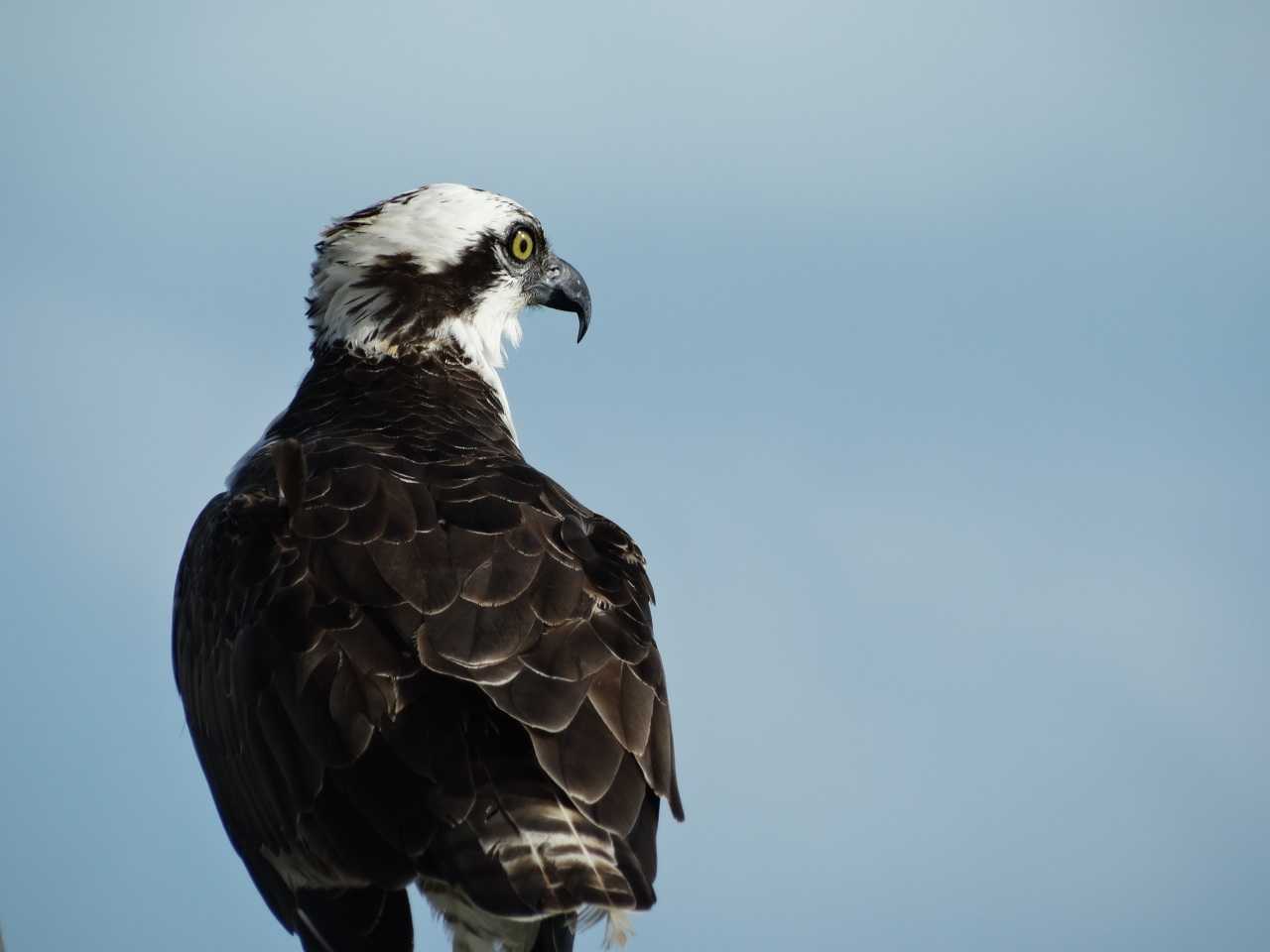 Look Skyward For The Majestic Osprey, A Bird Of Summer | Pound Ridge ...