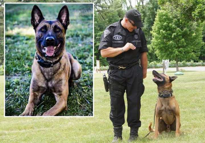 PETA Honors Massachusetts State Police K9 Killed In Fitchburg Standoff ...