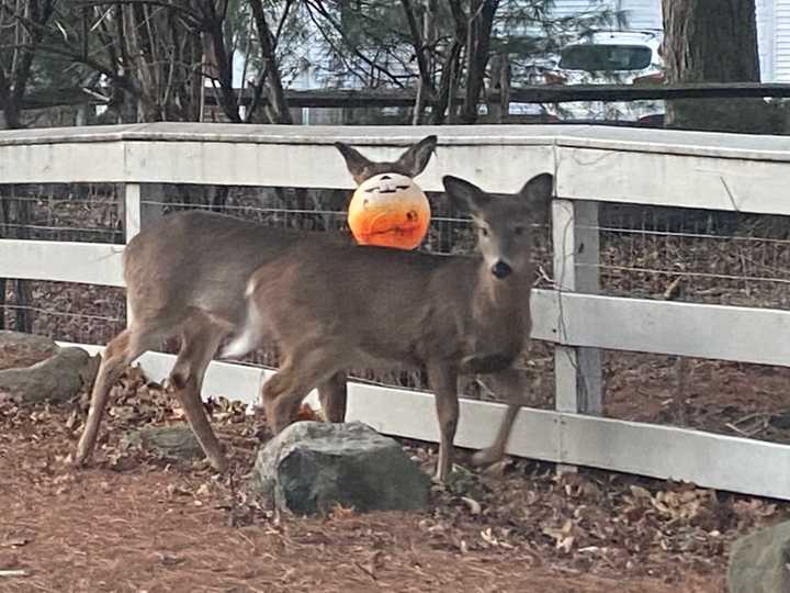 Deer With Plastic Pumpkin Stuck To Head Rescued In Upper Saddle River ...