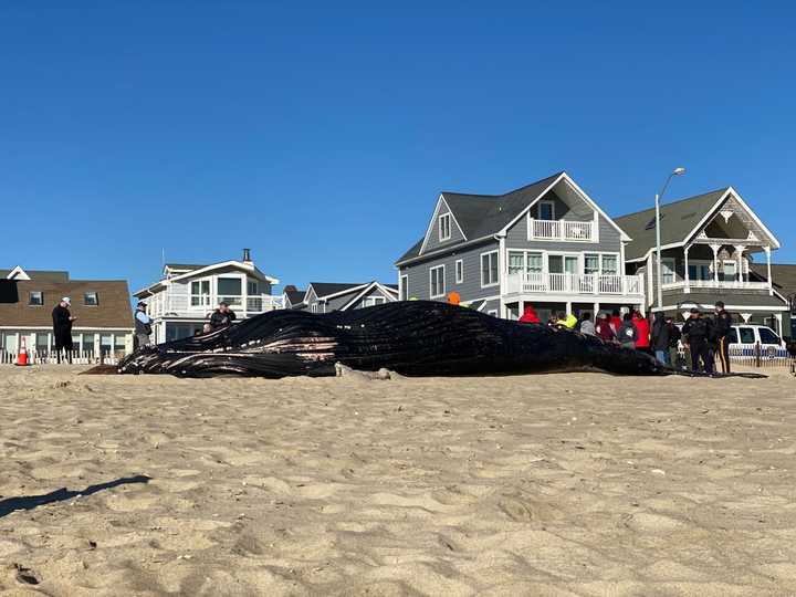 Marine Mammal Stranding Center Investigates 8th Dead Whale To Wash Up ...