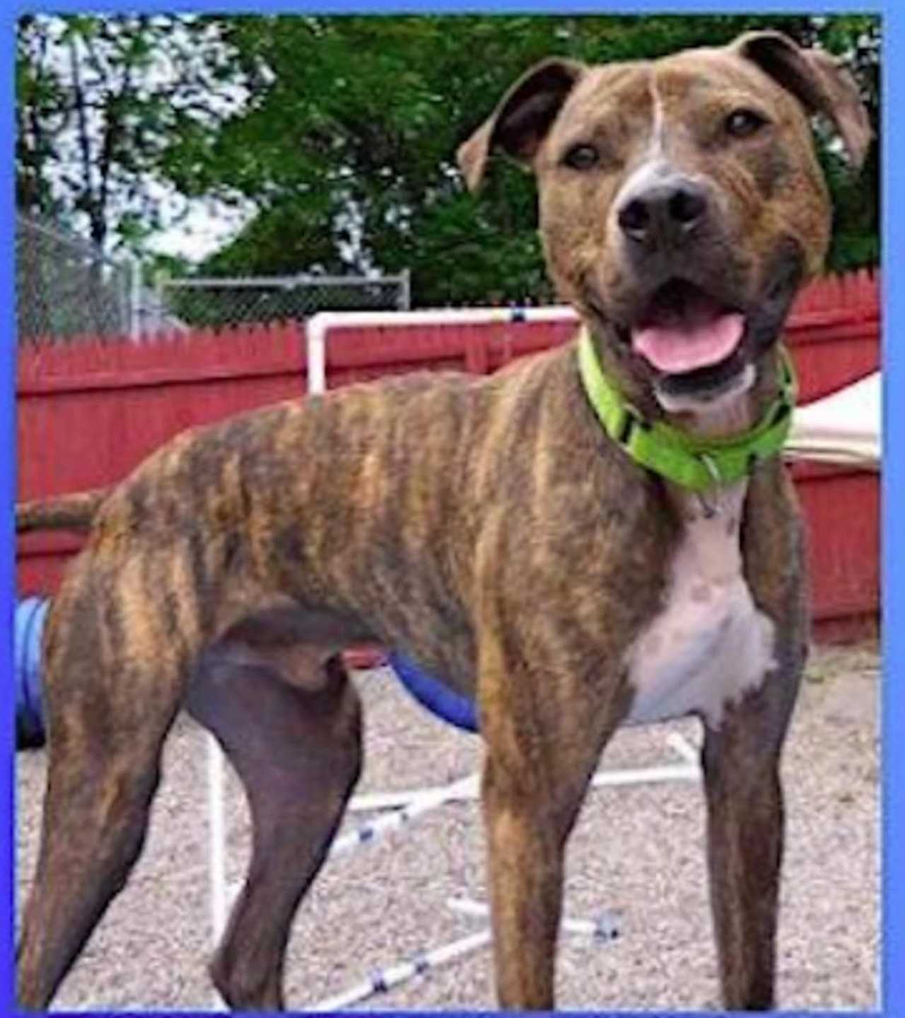 Putnam Humane Society Seeks Home For Carson The Dog | Mahopac Daily Voice