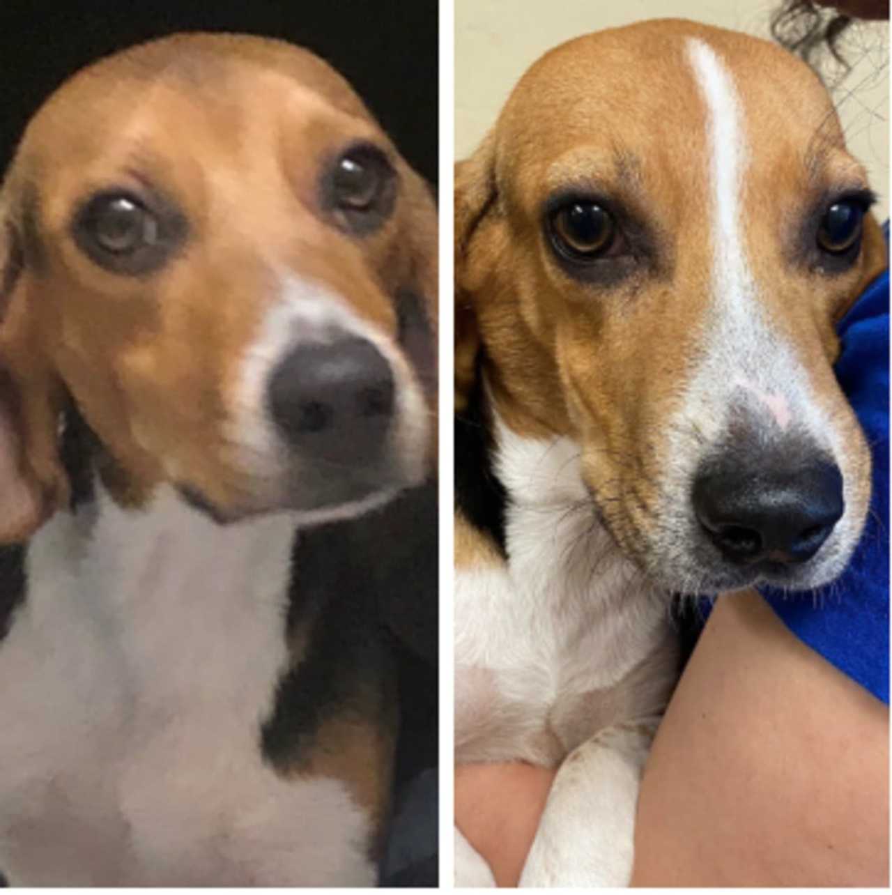 NJ Residents Can Adopt Puppy Envigo Beagles Saved From Horrific ... NJ Residents Can Adopt Puppy Envigo Beagles Saved From Horrific ...