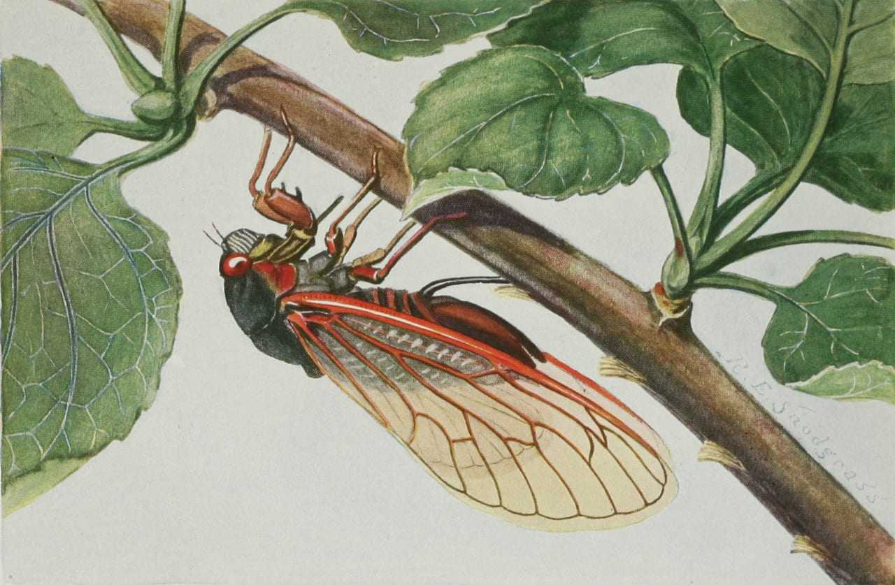 The Cicadas Are Coming! Here's When To Expect Billions Of These Red ...