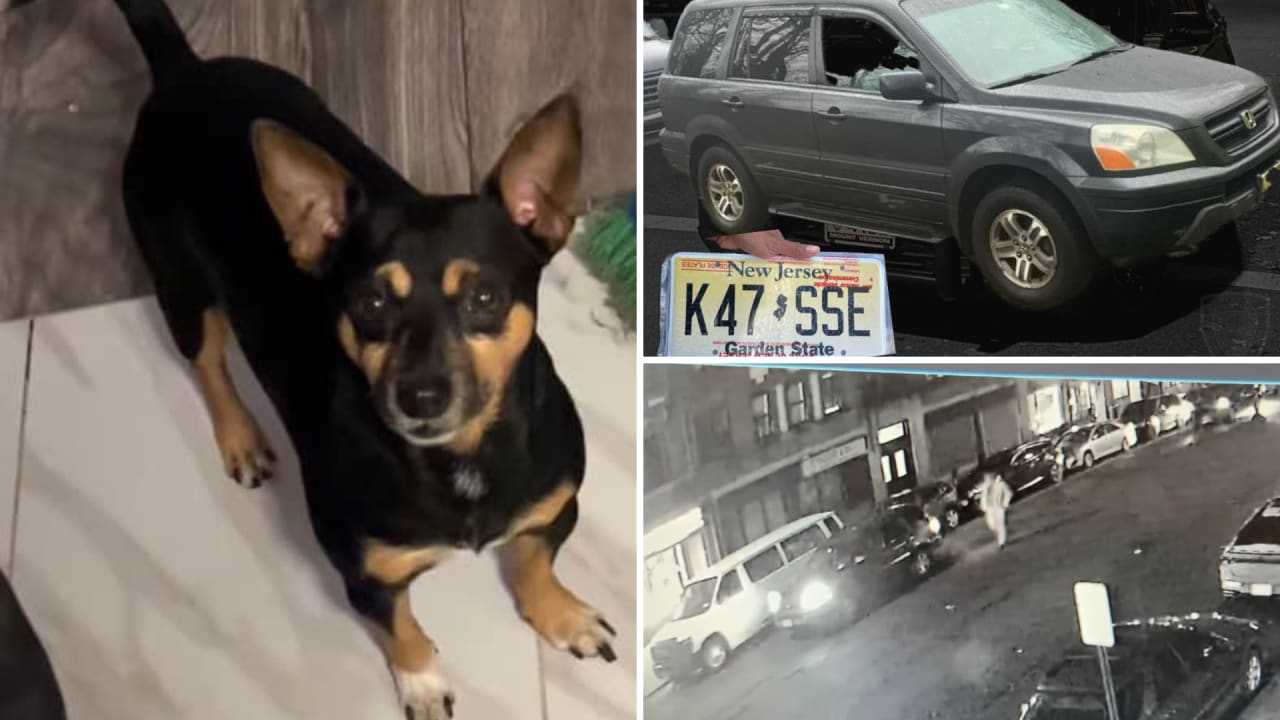 Vehicle With Dog Inside Stolen In Mount Vernon: Suspect At Large ... Vehicle With Dog Inside Stolen In Mount Vernon: Suspect At Large ...