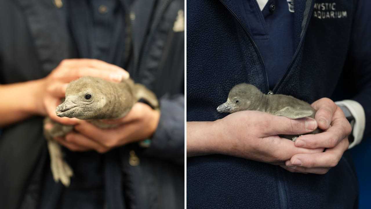 2 Penguin Chicks Born At CT Aquarium: Part Of Effort To Protect ...