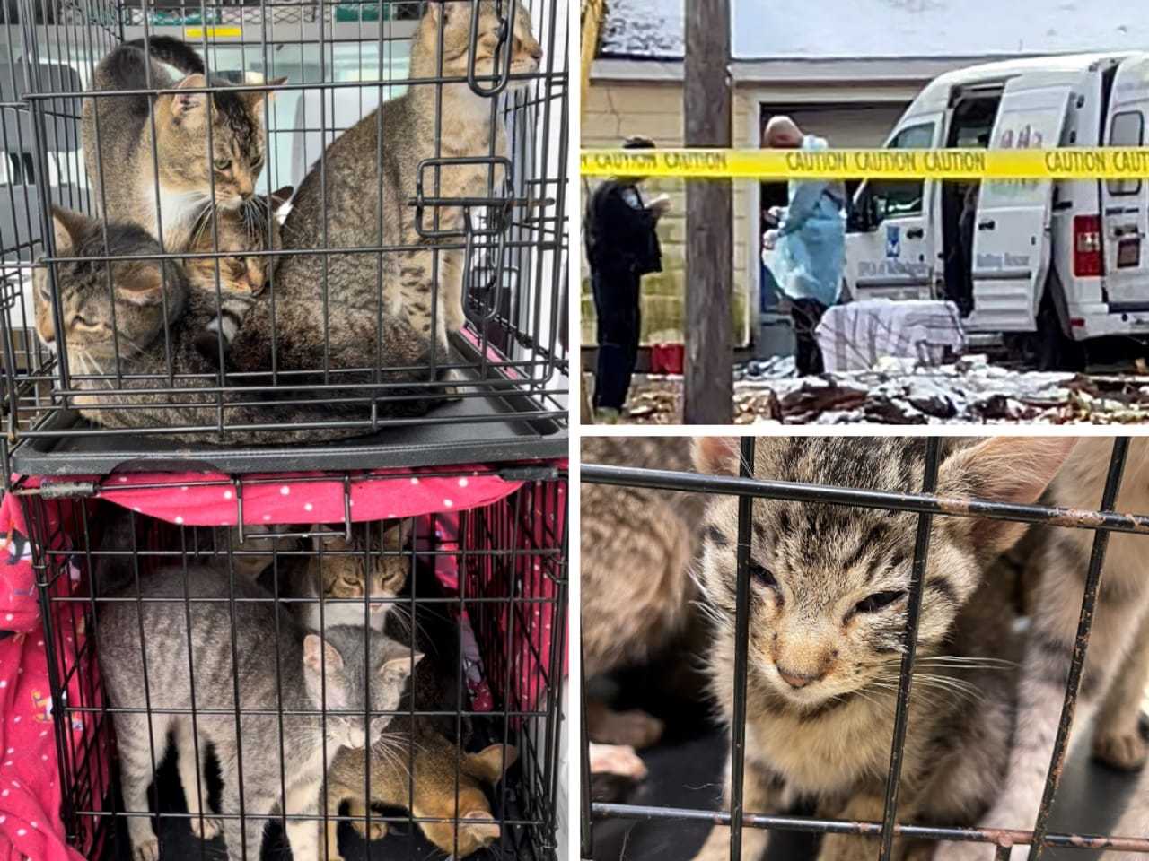 125 Cats Found In Yorktown Home