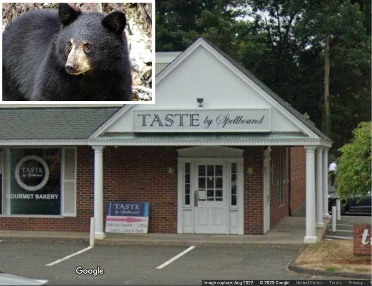 Bear Charges Employee At Shop In Connecticut, Delaying Opening ...