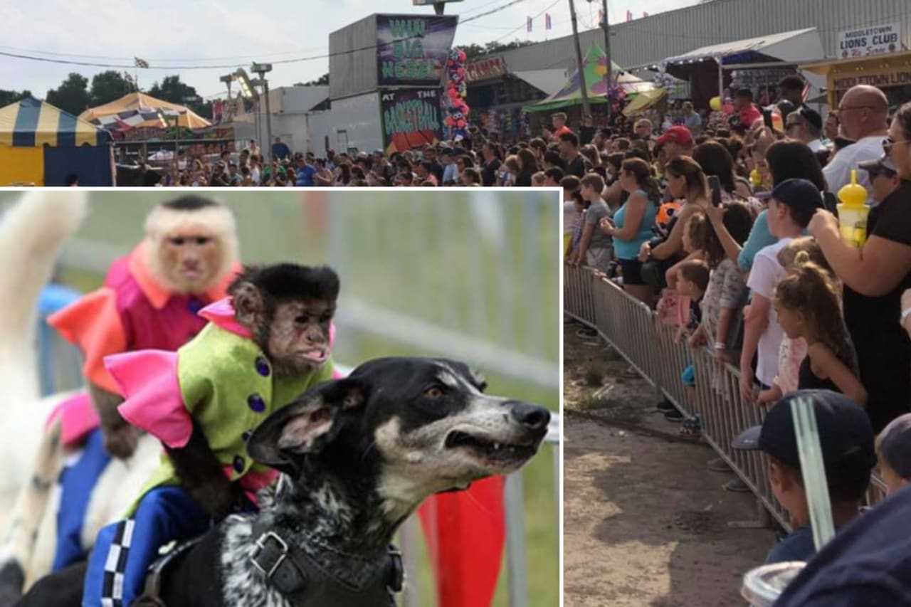 Orange County Fair's Dog-Riding Monkey Attraction Denounced By Town Of ...