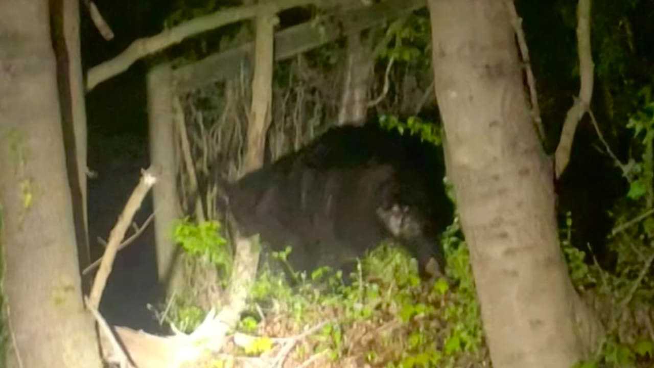 Black Bear Spotted In Upper Makefield | Delaware Daily Voice