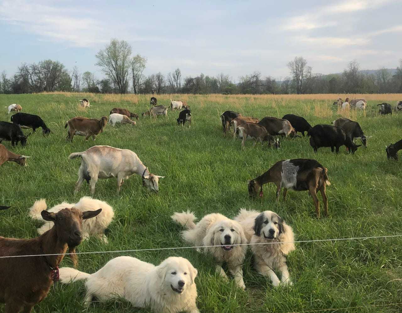 Virginia Farm Responds To E. Coli Outbreak Allegedly Linked To Baby ...