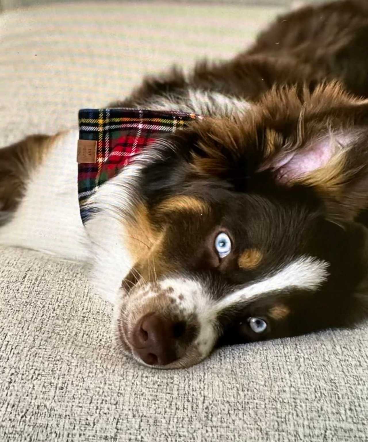 (Update) Woman Critical After Lightning Strike In Boston; Lost Dog ...