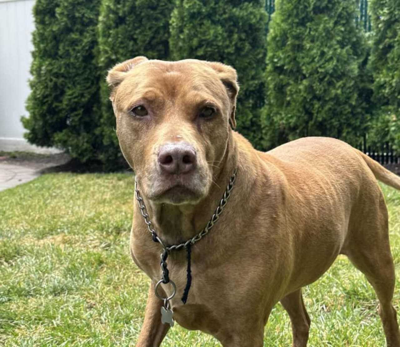 Virginia Man Convicted For Role In DMV Dog Fighting Ring | Prince ...