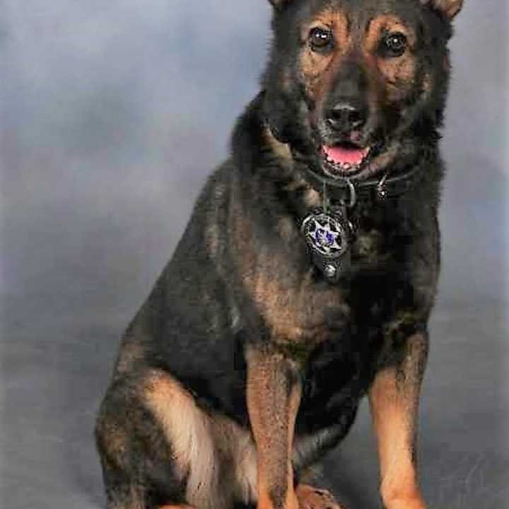 Full Law Enforcement Funeral Set For Passaic County Sheriff's K-9 Leo ...