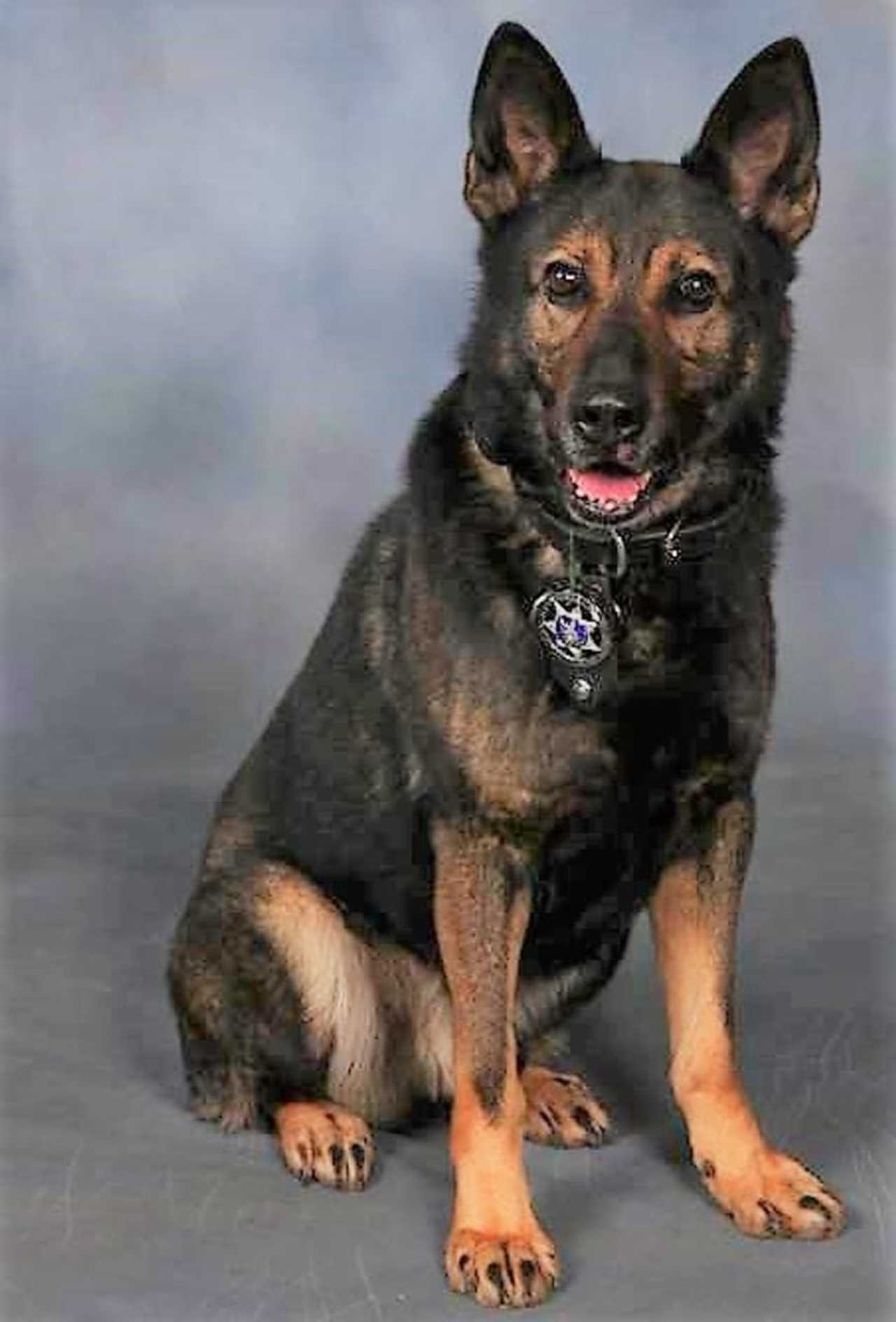 Full Law Enforcement Funeral Set For Passaic County Sheriff's K-9 Leo ...