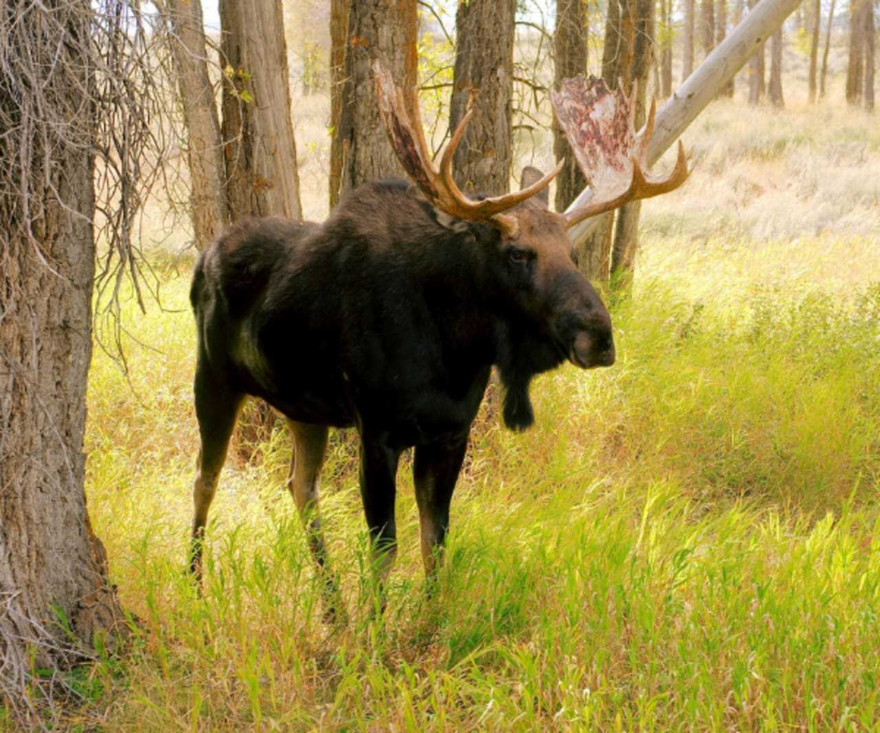 Moose On Loose In Region | Hudson Daily Voice
