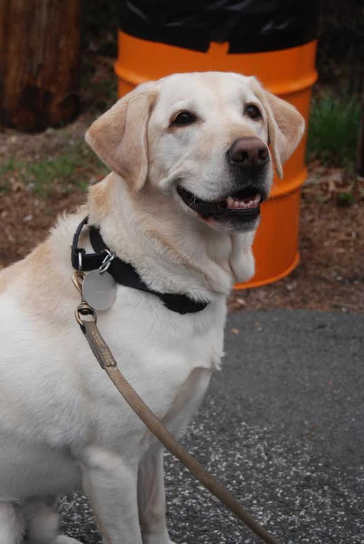 Beloved Rockland Sheriff K-9 Officer Gibson Dies | New City Daily Voice