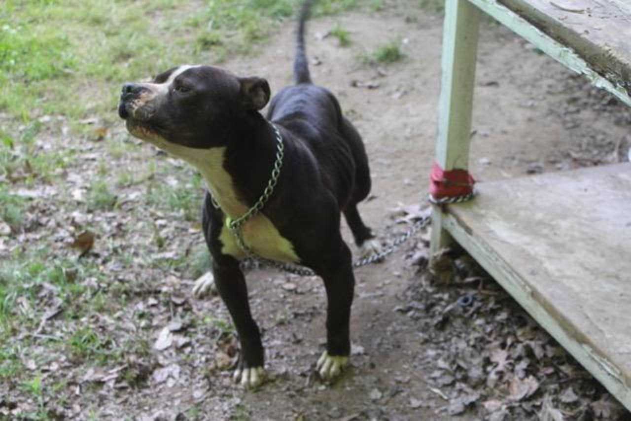 SPCA Charges Long Island Man With Animal Cruelty For Allegedly Abusing ...