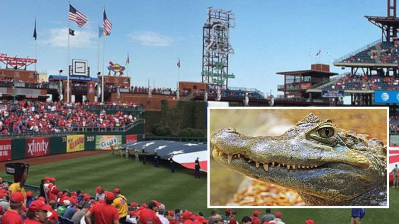 Central PA Man's 'Service Alligator' Turned Away From Phillies Game ...