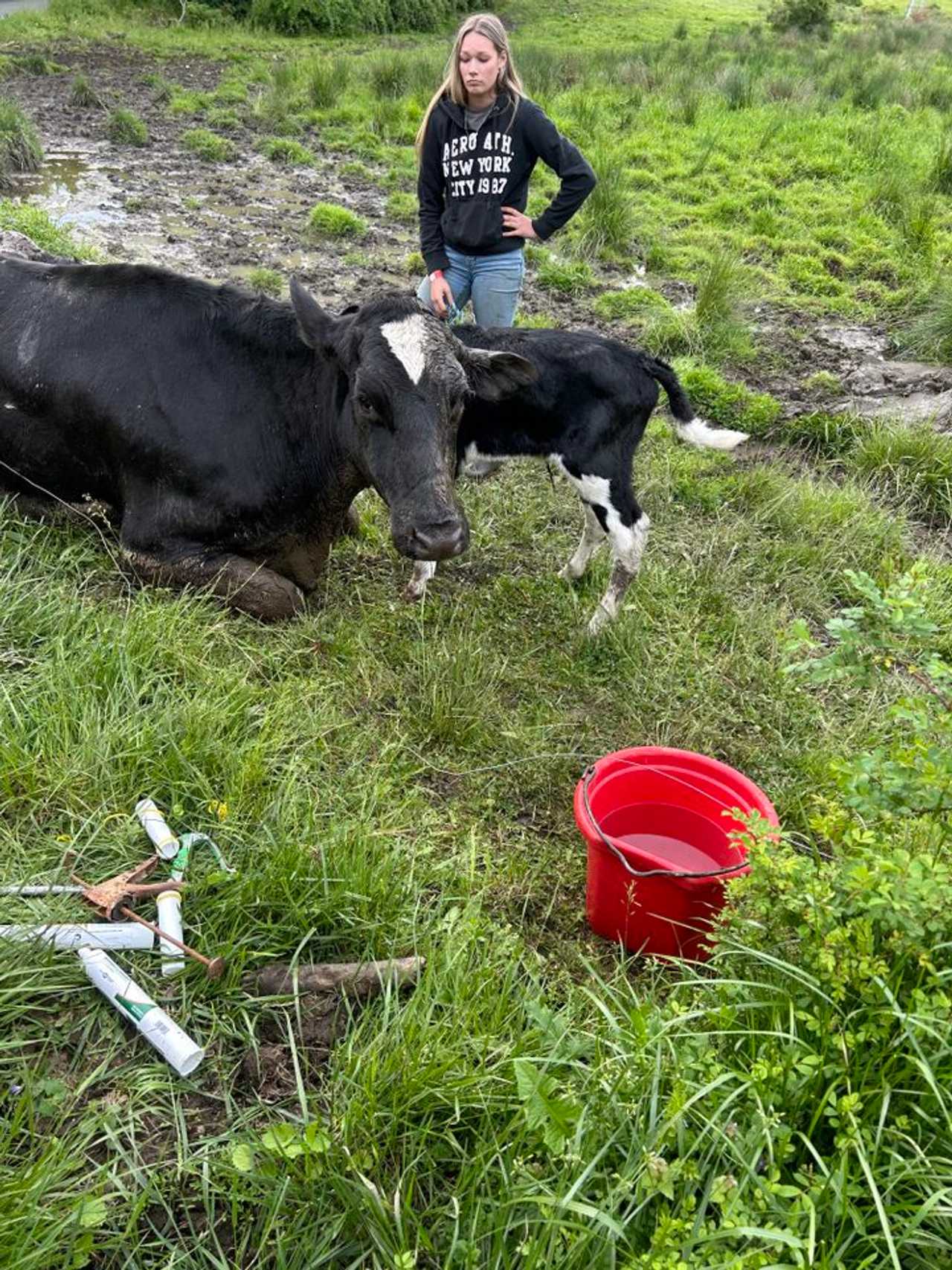 Postpartum Cow Saved After Getting Stuck In Mud In Hunterdon County ...