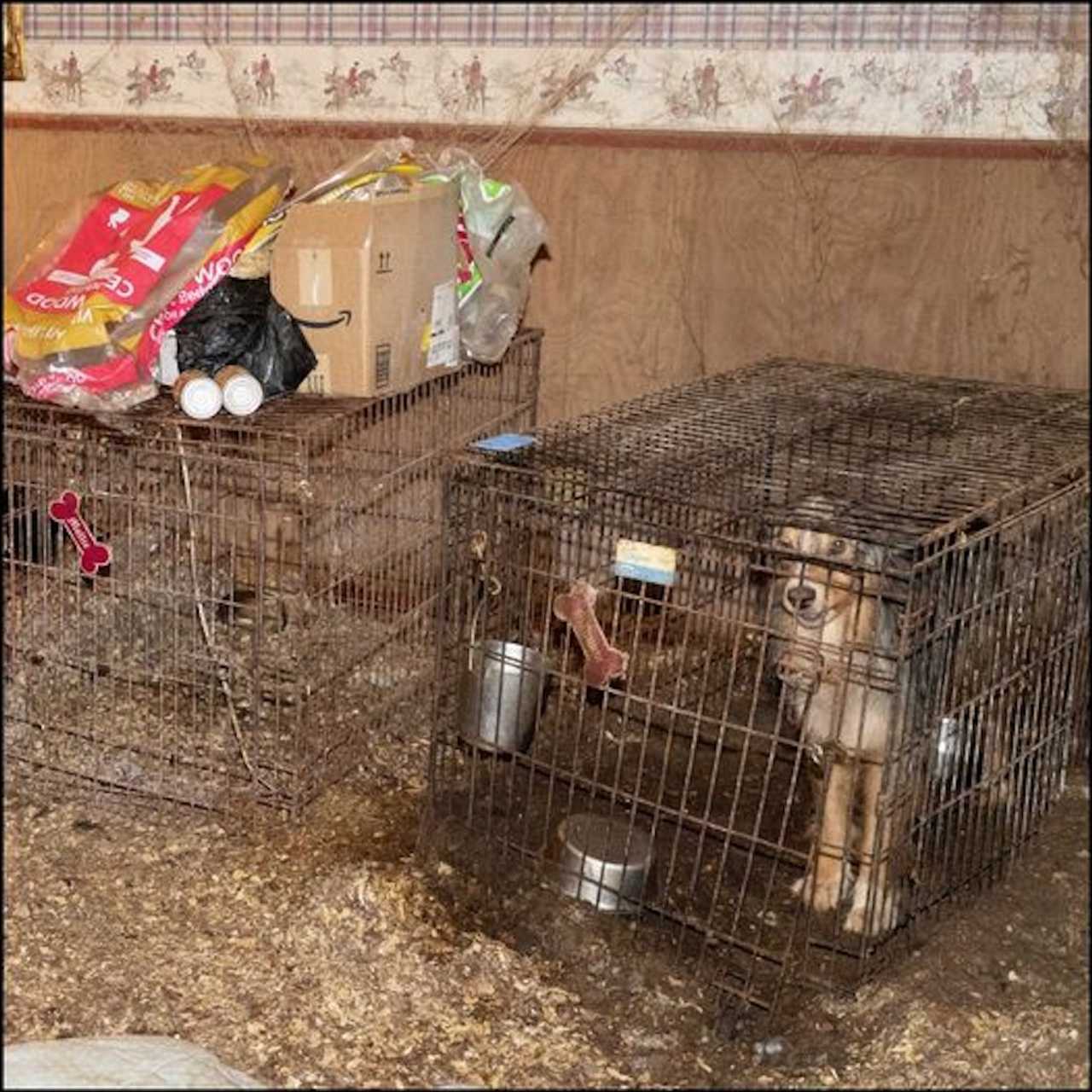 Dead Dogs, 24 Other Pets Found Living In Deplorable Conditions At ...