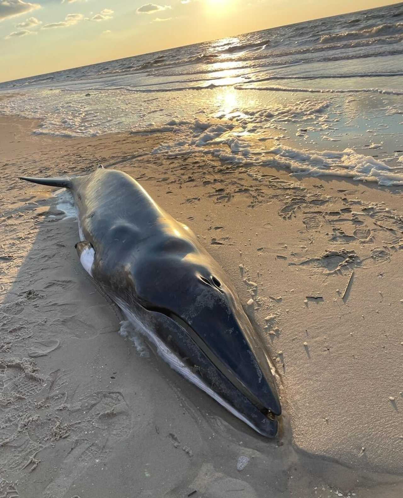Whale In 'Extremely Poor' Health Euthanized On NJ Beach, Marine ...