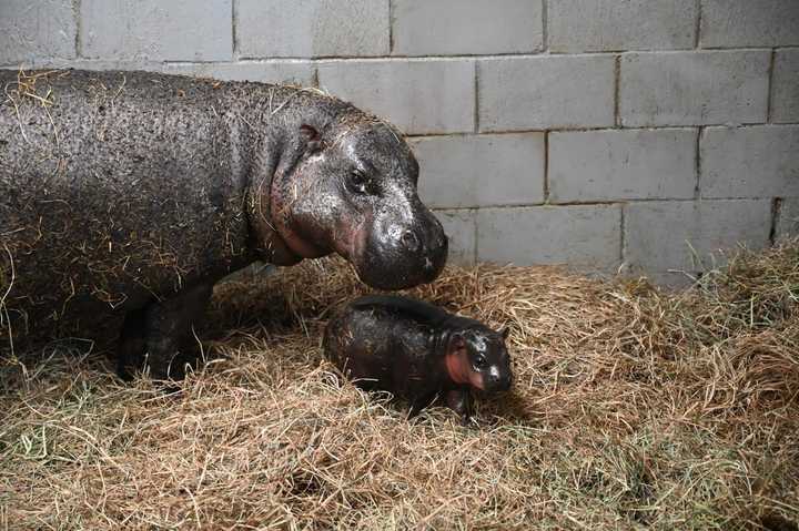 'People's Choice:' Baby Hippo That Took Social Media By Storm Gets Name ...