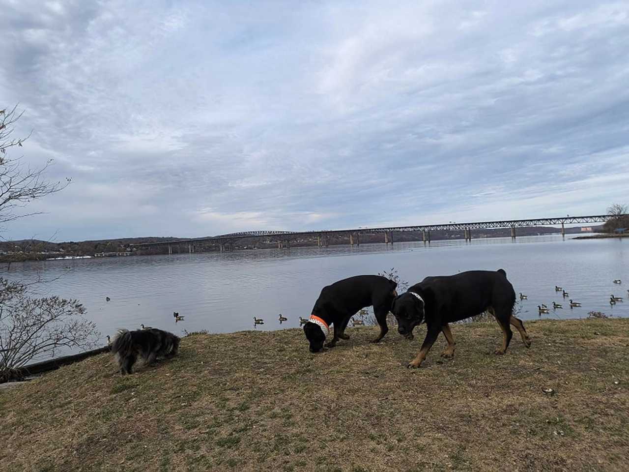 3 Dogs Left Behind By Mahopac Woman Killed In Crash Need New Home ...