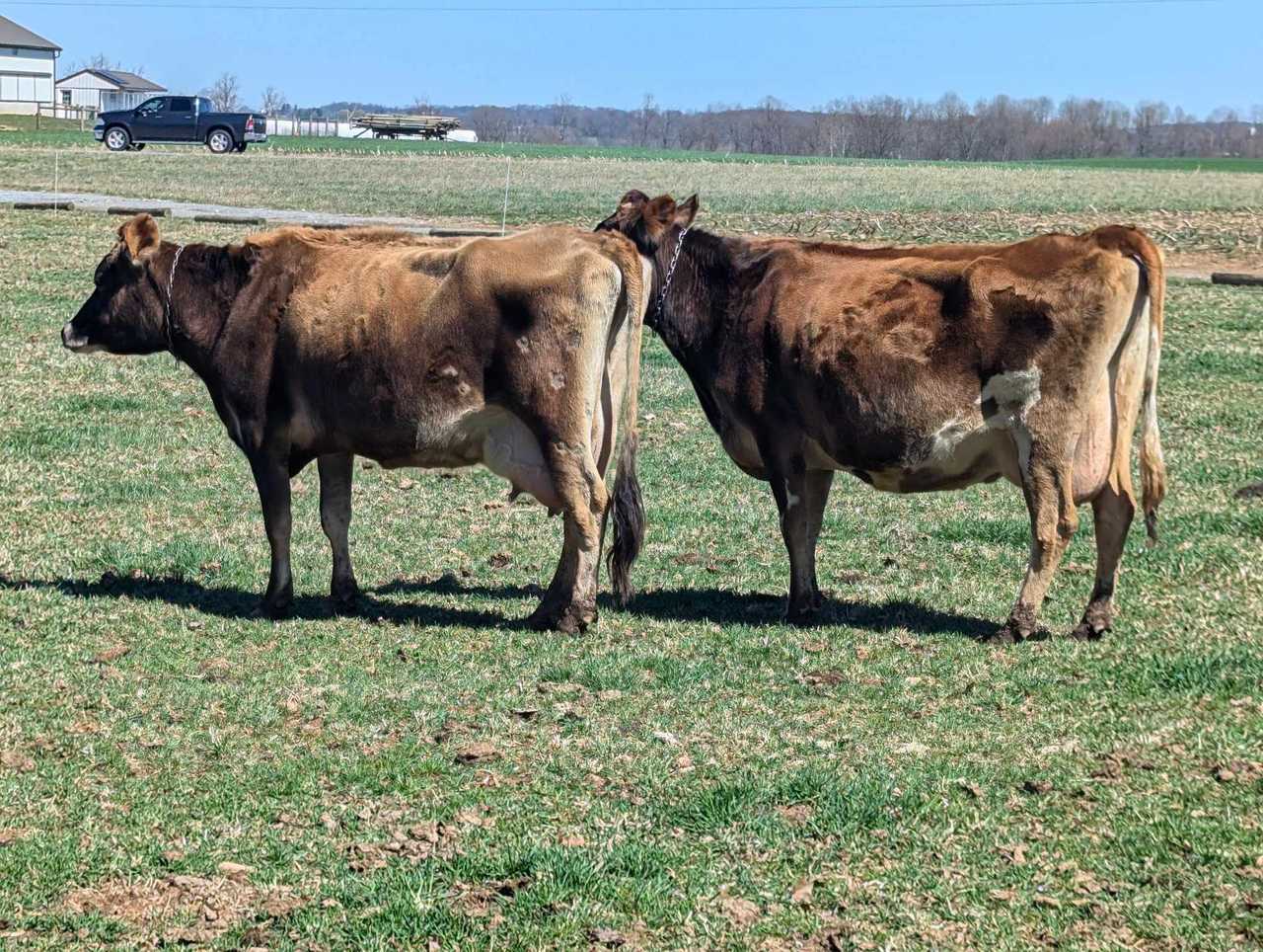 Butcher-Bound Cows Escape Farm, Euthanized After Charging People In ...