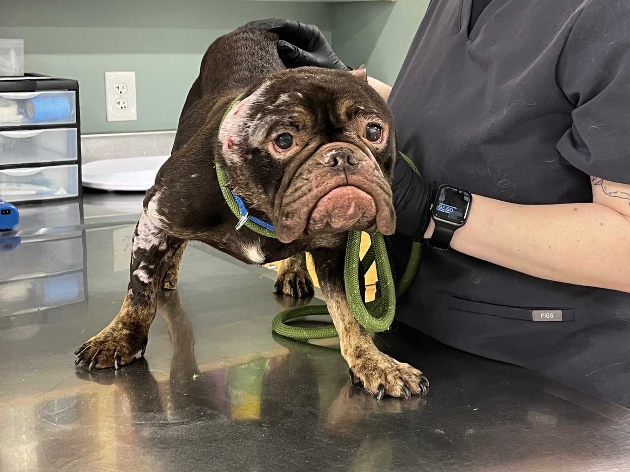 Dog Found With Ear Cut Off, Malnourished In Schenectady Sparks Plea For ...