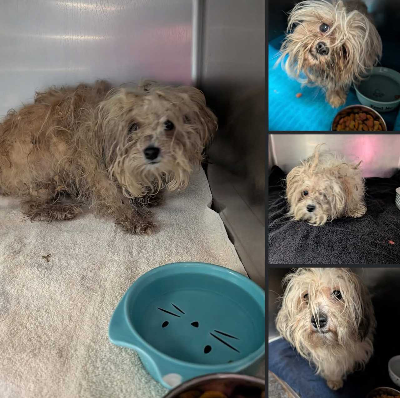 8 More Neglected Dogs Found After 11 Rescued In Somerset County: Police ...