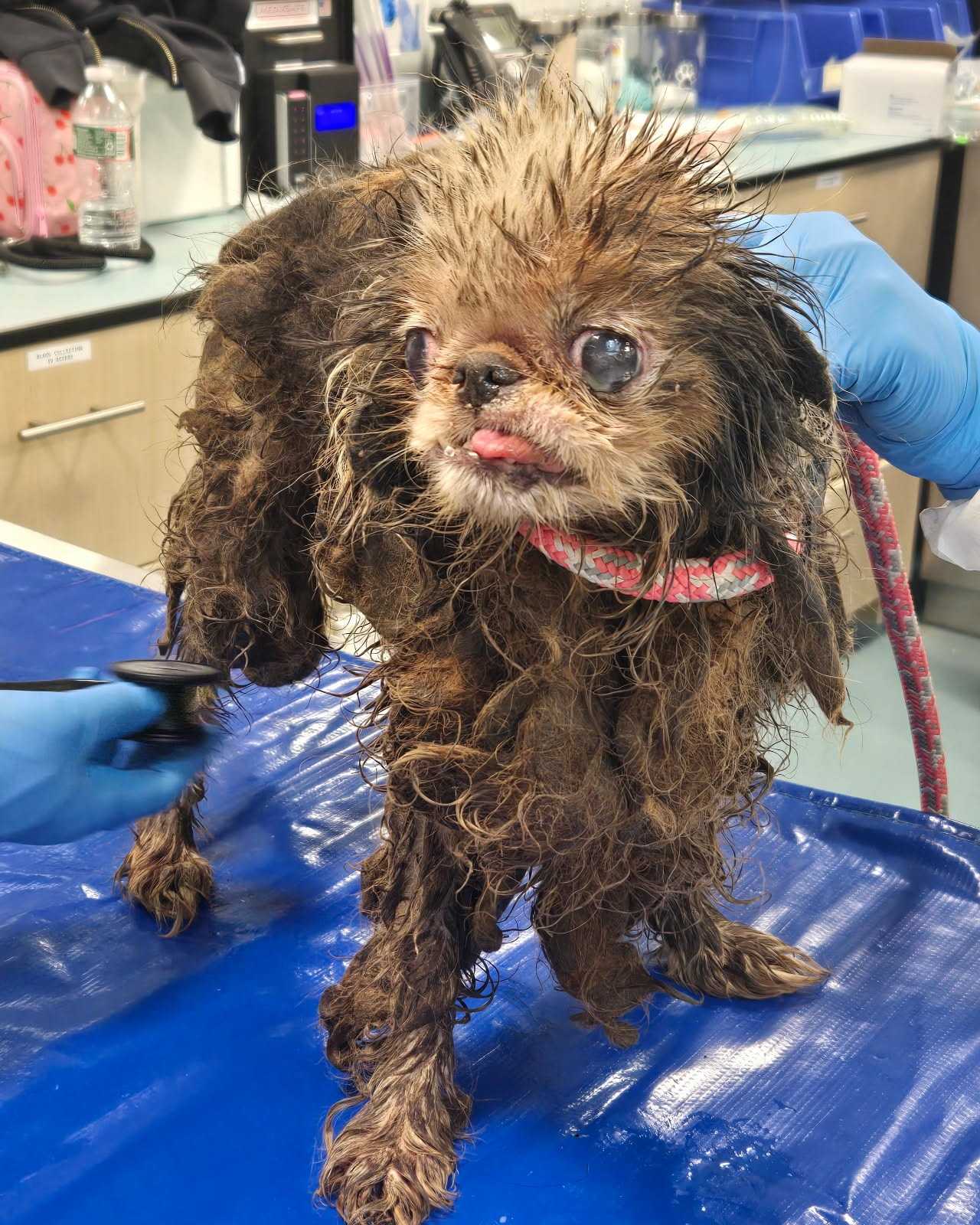 100+ Dogs Rescued From Home Begin Healing After Years Trapped In 'Unimaginable Filth' | Maynard ...