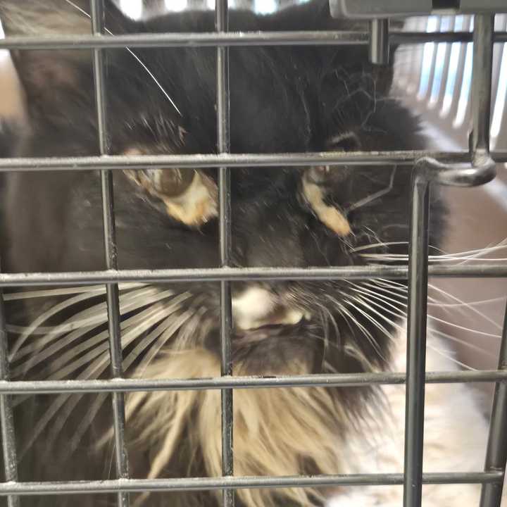 'Deplorable, Inhumane:' 45 Animals Rescued From NJ Home, Officials Say ...