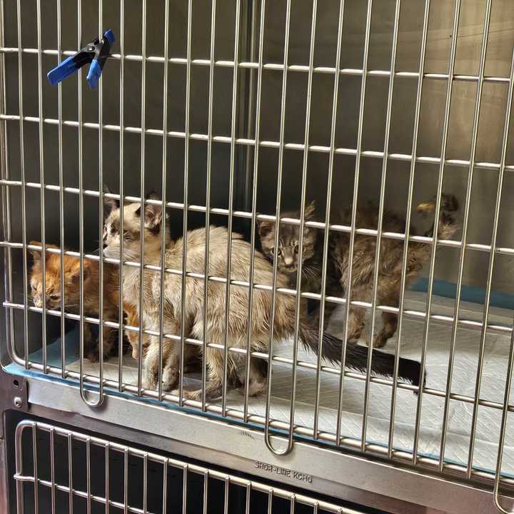 'Deplorable, Inhumane:' 45 Animals Rescued From NJ Home, Officials Say ...