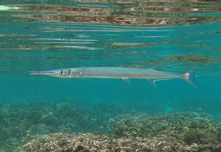 Swimmer Injured In Possible Needlefish Encounter At NJ Shore, Police ...