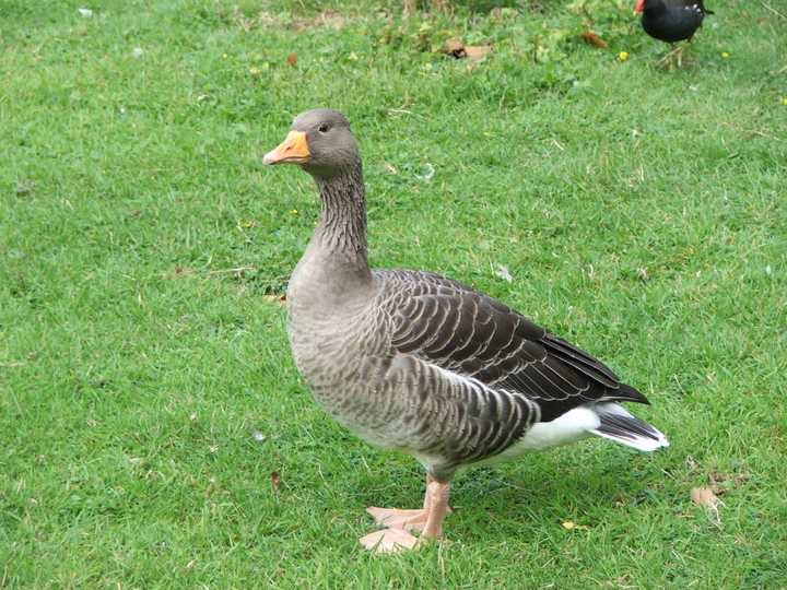 Hit-Run Driver Who Mowed Down 7 Geese Sought By Cops In NJ, Sparking ...
