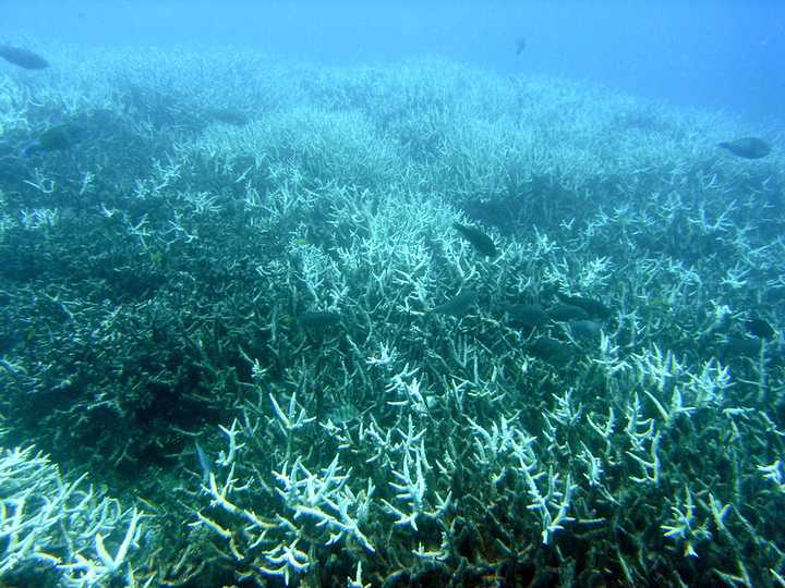 Record Ocean Heat Causes Coral Disaster, Bleaching Most Of Earth's ...