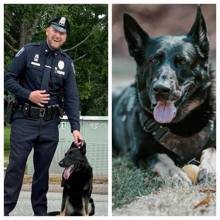 'My Protector': Glastonbury Officer Says Goodbye After K9 Diagnosed ...