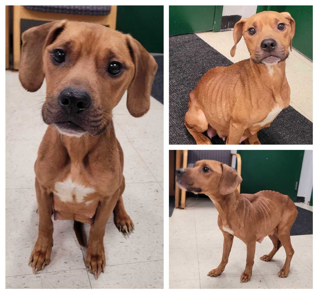 Emaciated Dog Rescued After Giving Birth In Meriden; Puppies Still ...