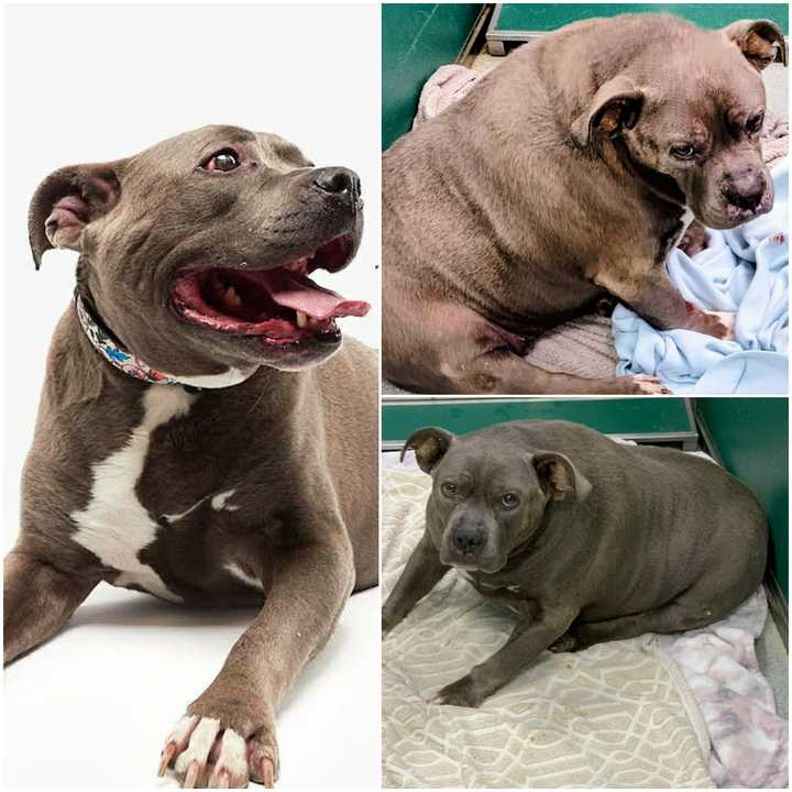 Once Too Heavy To Walk, Sweetie The Pittie Is Ready To Spend Her Golden ...