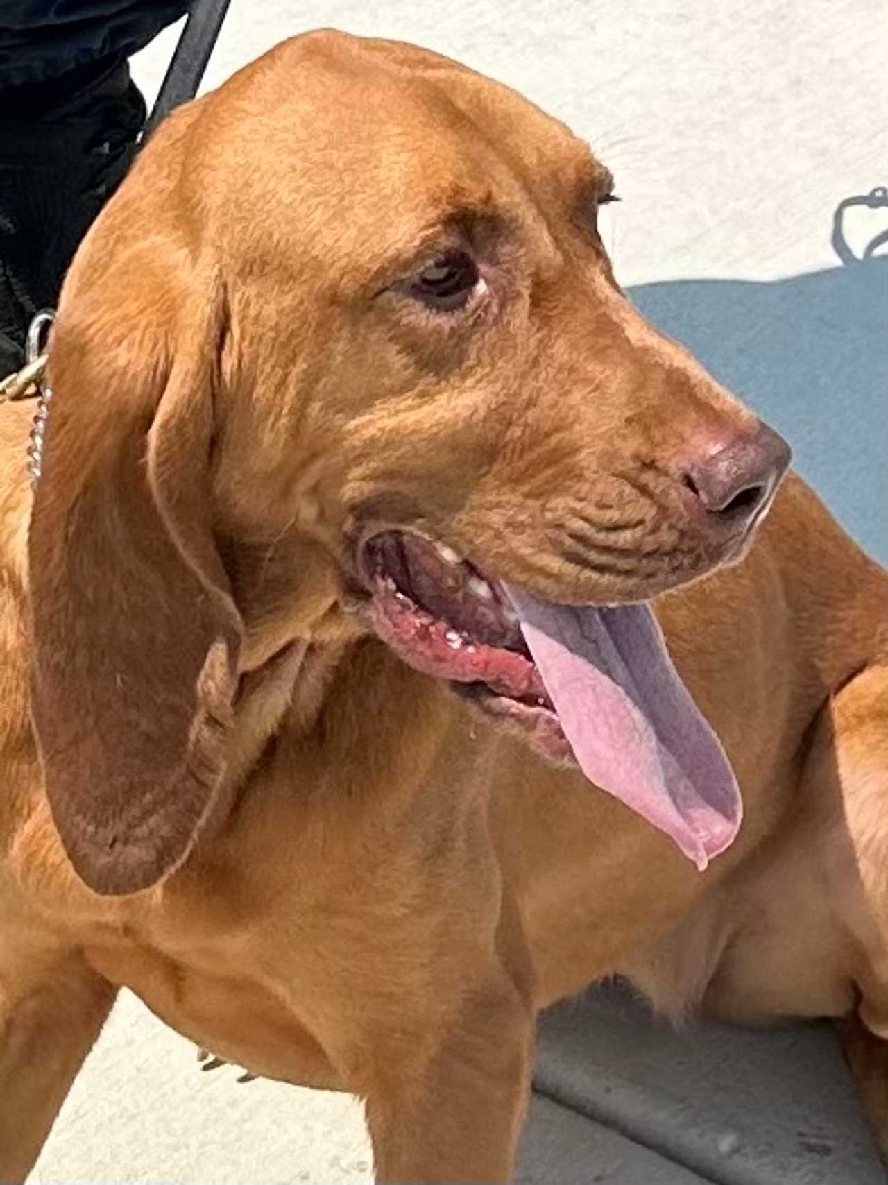 Canine Section Officer Charged With Animal Cruelty After Dog Found ...