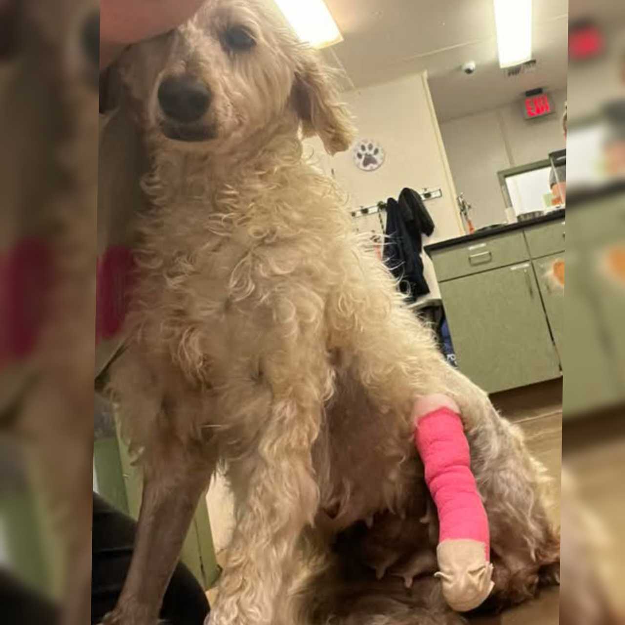 Dog’s Leg Cut Off With Scissors, Left Untreated For Days: PA Man ...