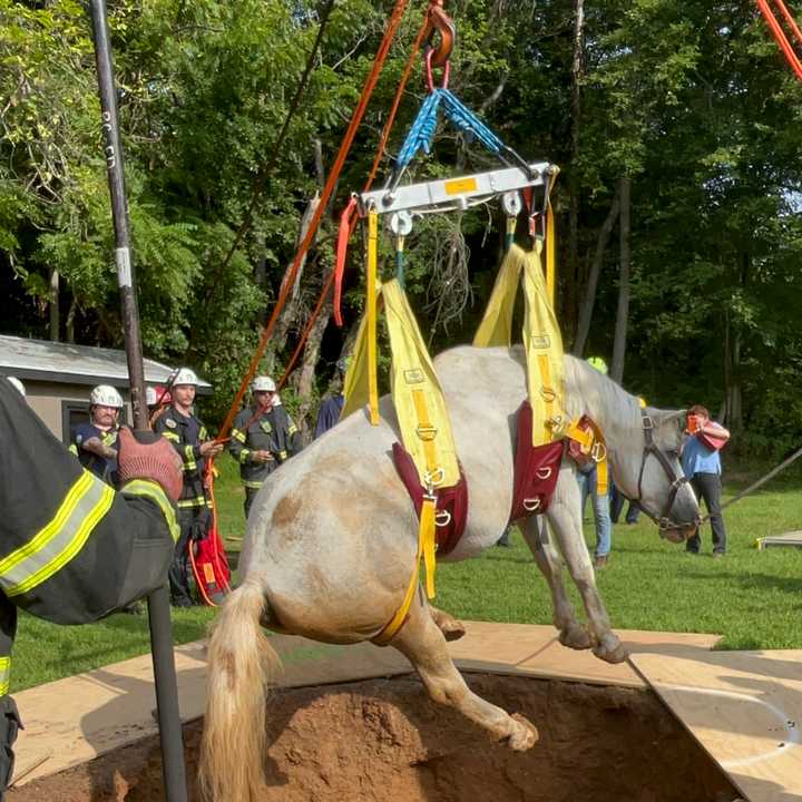 Maryland Crews Lift Horse From Pit In Dramatic Backyard Rescue (Photos ...