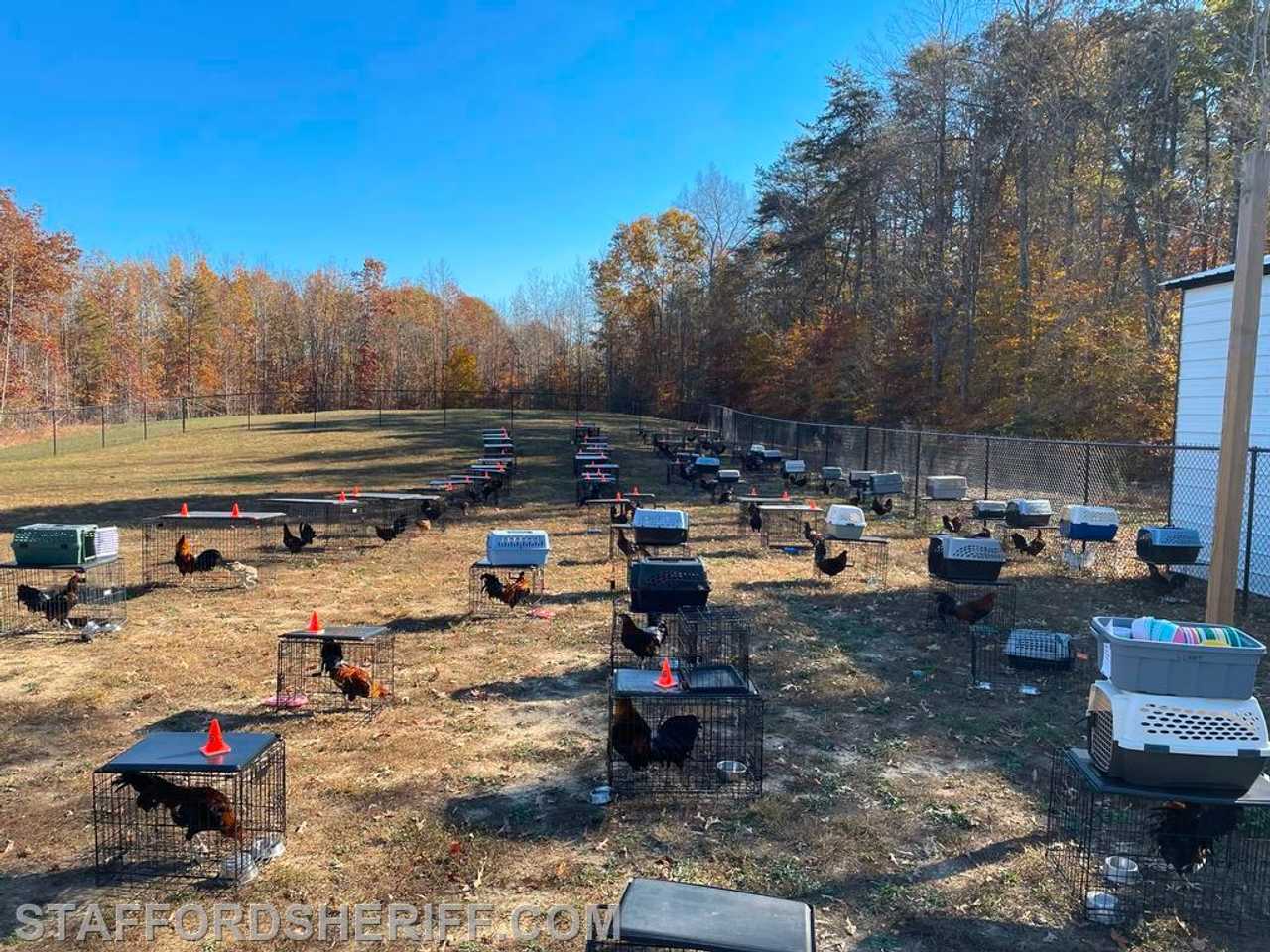 Chickens Rescued From Illegal Cockfighting Ring Operating Out Of ...
